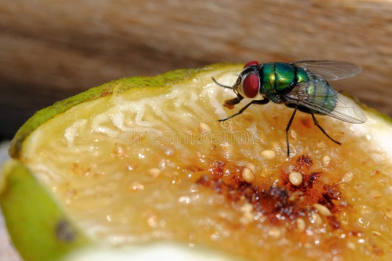 Eating fly stock photo. Image of nature, closeup, eating - 137478140