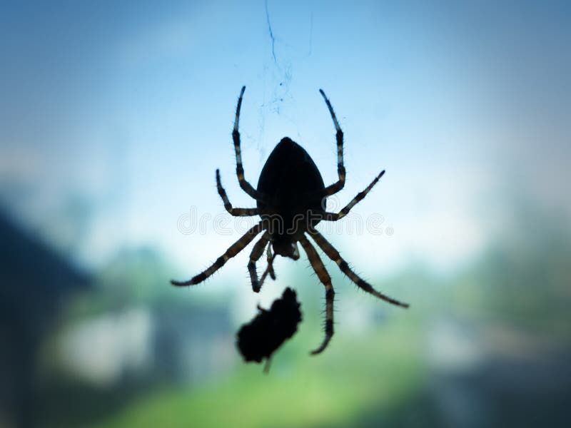 Eating a fly by a spider stock image. Image of casualty - 273698925