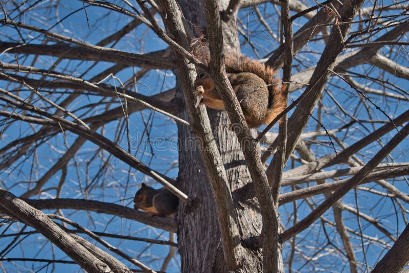 Eating Fox Squirrels, Sciurus Niger on the Tree Branches. Stock Photo ...