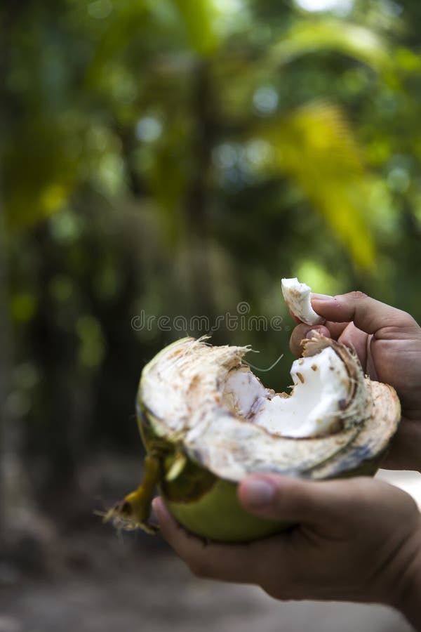 Eating of fresh coconut stock photo. Image of nutrition - 162965496