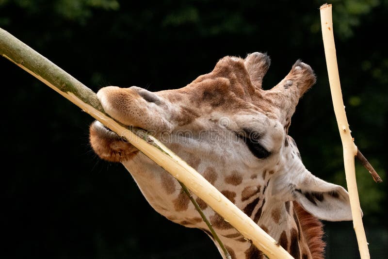 Eating giraffe stock photo. Image of outside, close - 189198616