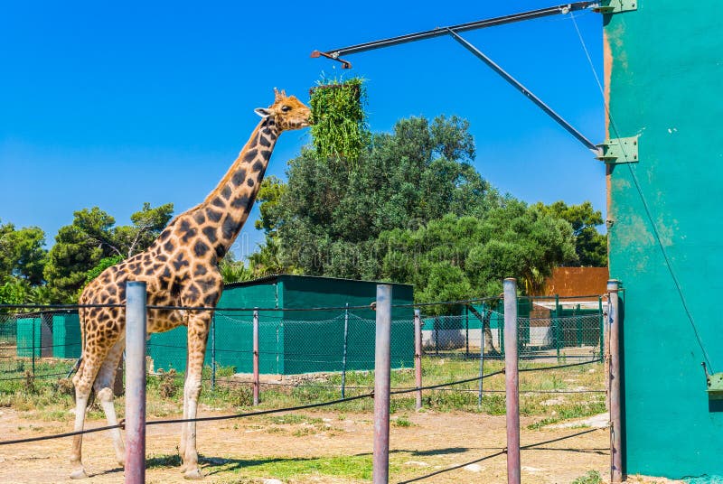 Eating Giraffe, Safari Park - Majorca Stock Image - Image of mallorca ...