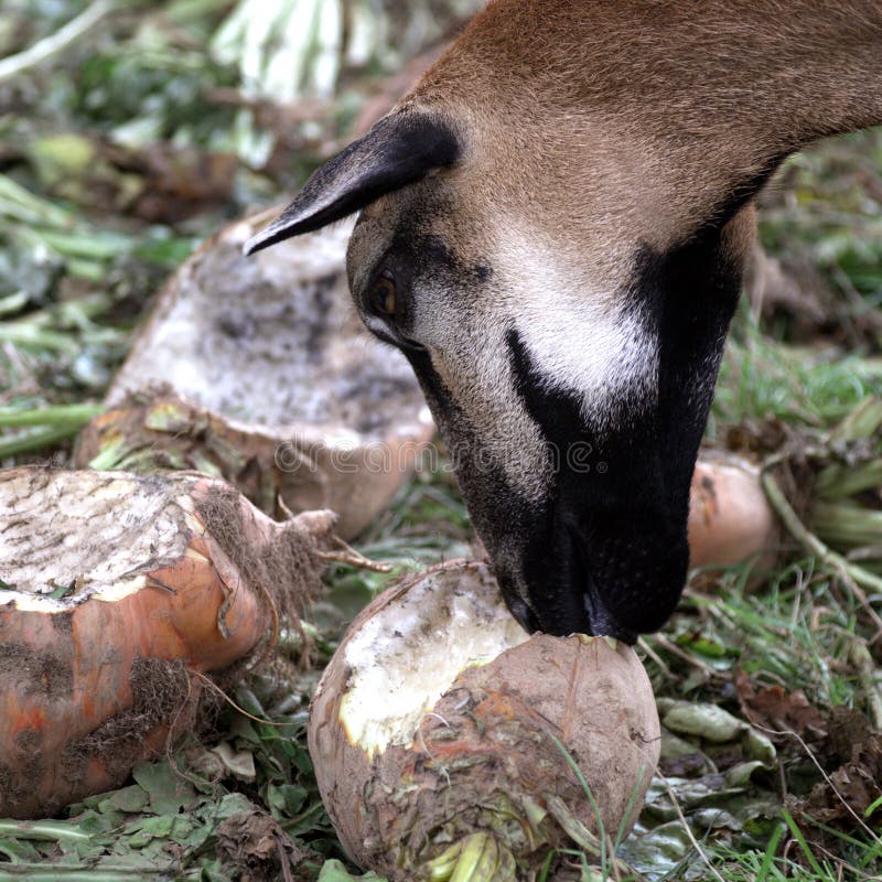 Eating goat stock photo. Image of beet, animal, eating - 99015256