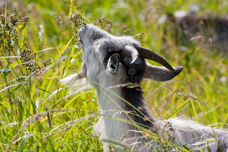 Eating goat stock image. Image of animals, agriculture - 43853669