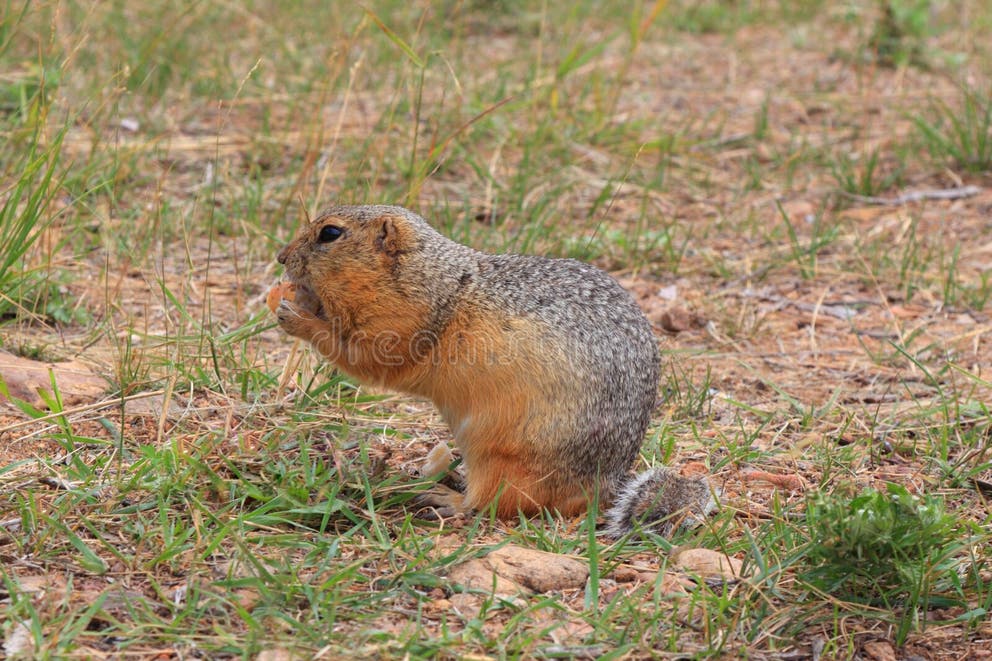 Eating gopher stock image. Image of looking, feet, ground - 102077911