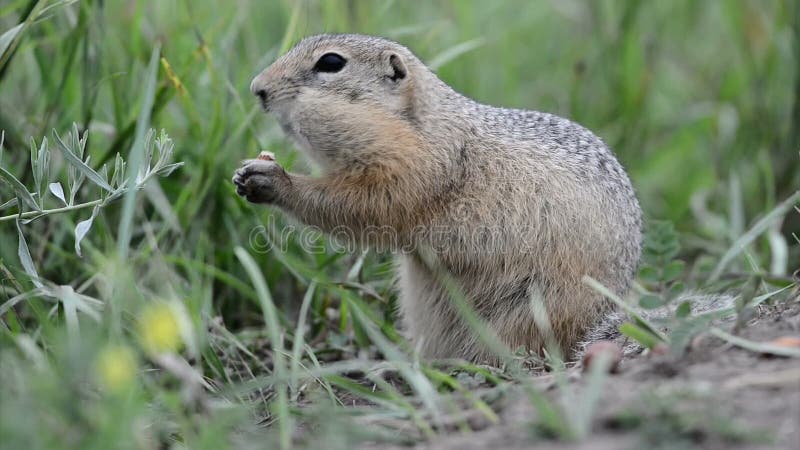Eating gopher stock footage. Video of meadow, prairie - 34750644