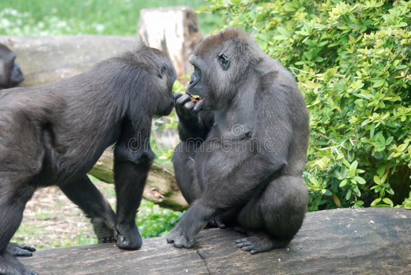 Eating gorillas stock photo. Image of gorillas, gorilla - 19200134