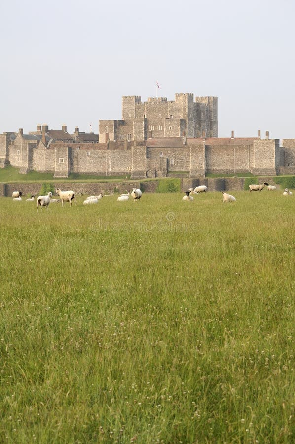 Eating grass near castle stock image. Image of castle - 16377727
