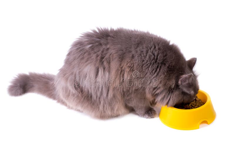 177,961 Grey Cat Stock Photos - Free & Royalty-Free Stock Photos from ...
