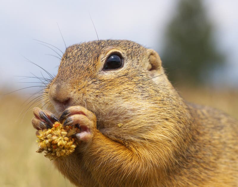 Eating Ground Squirrel stock photo. Image of small, live - 60806174