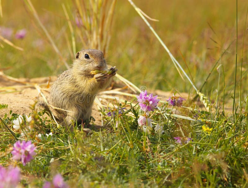 Eating Ground Squirrel stock photo. Image of ecological - 60808112