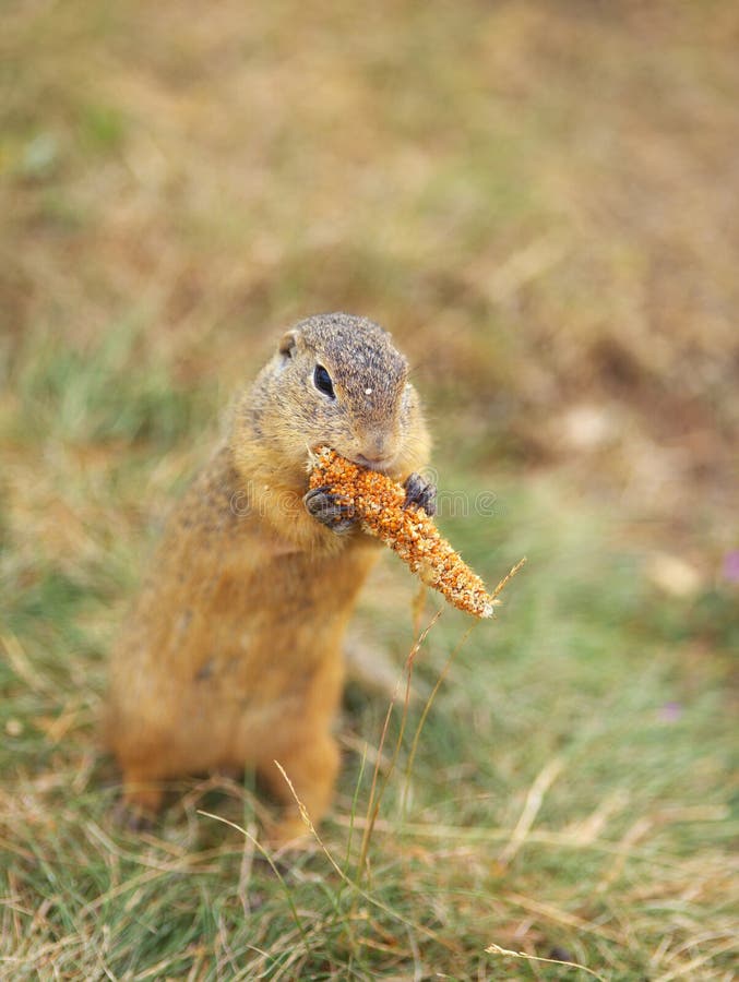 Eating Ground Squirrel stock photo. Image of cute, environment - 60804654