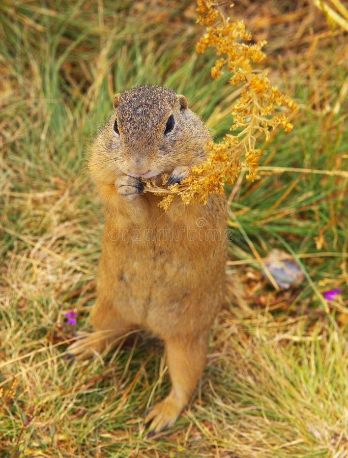 Eating Ground Squirrel stock photo. Image of cute, eating - 60805216