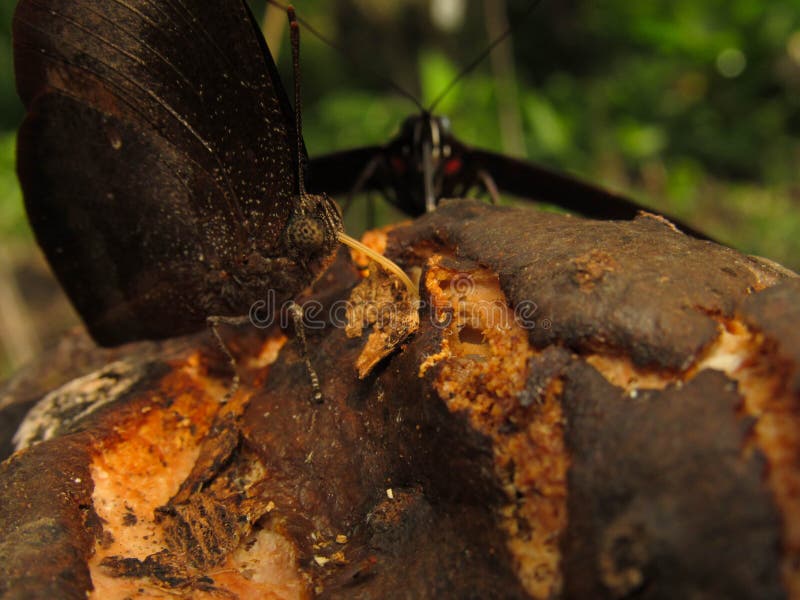 Hamadryas Laodamia, the Starry Night Cracker or Starry Cracker Stock ...