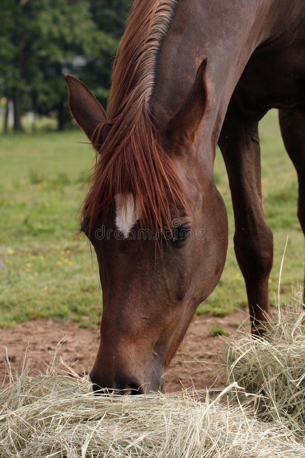 Bermuda Hay Field Stock Photos - Free & Royalty-Free Stock Photos from ...