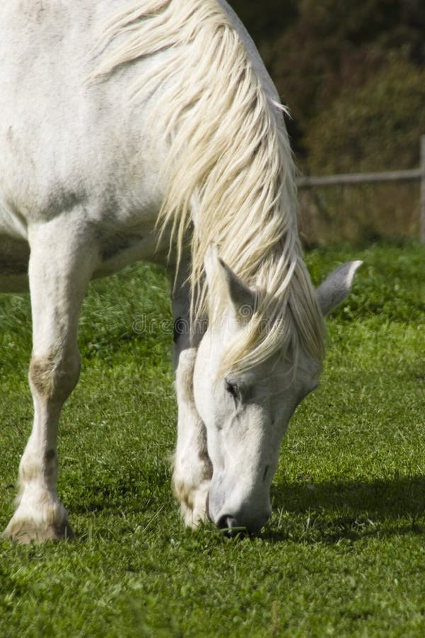 Eating horse stock photo. Image of animals, trees, fence - 11843806