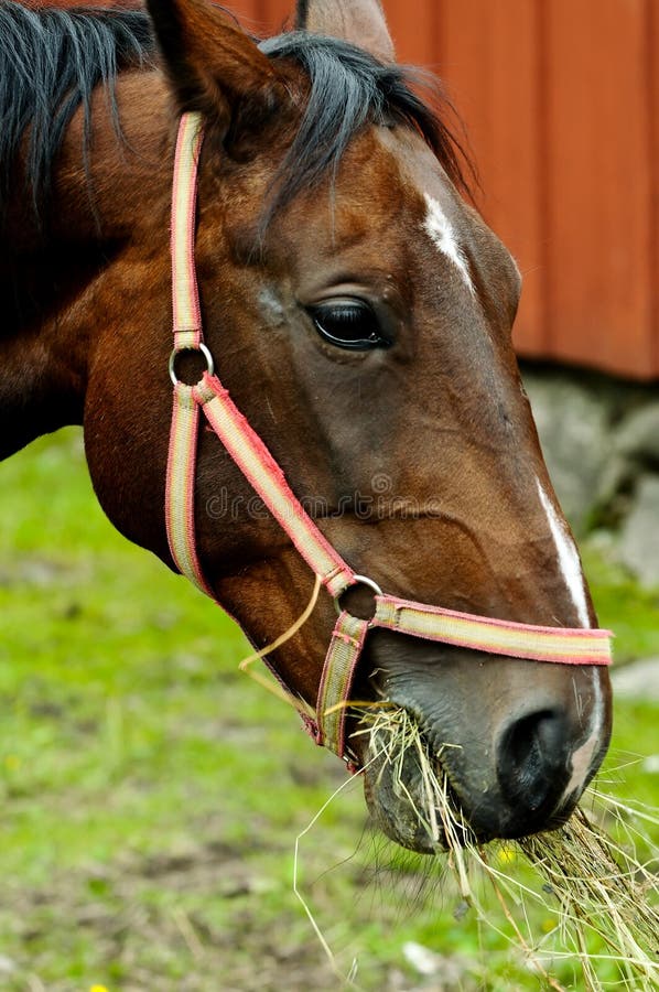 Eating horse stock image. Image of ranch, close, rural - 5762311