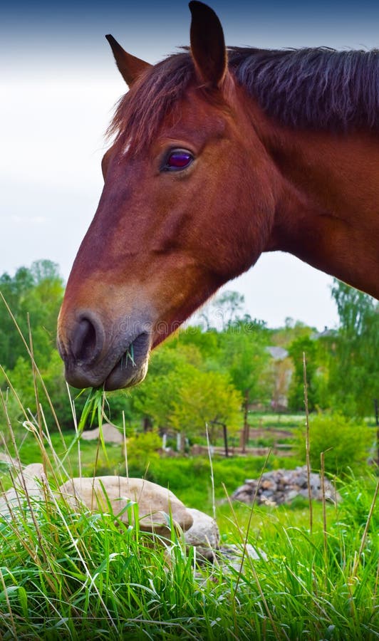 Eating horse stock photo. Image of head, countryside, farm - 9583978