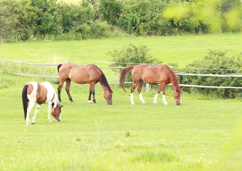 Eating horses stock photo. Image of stand, three, feed - 25412952