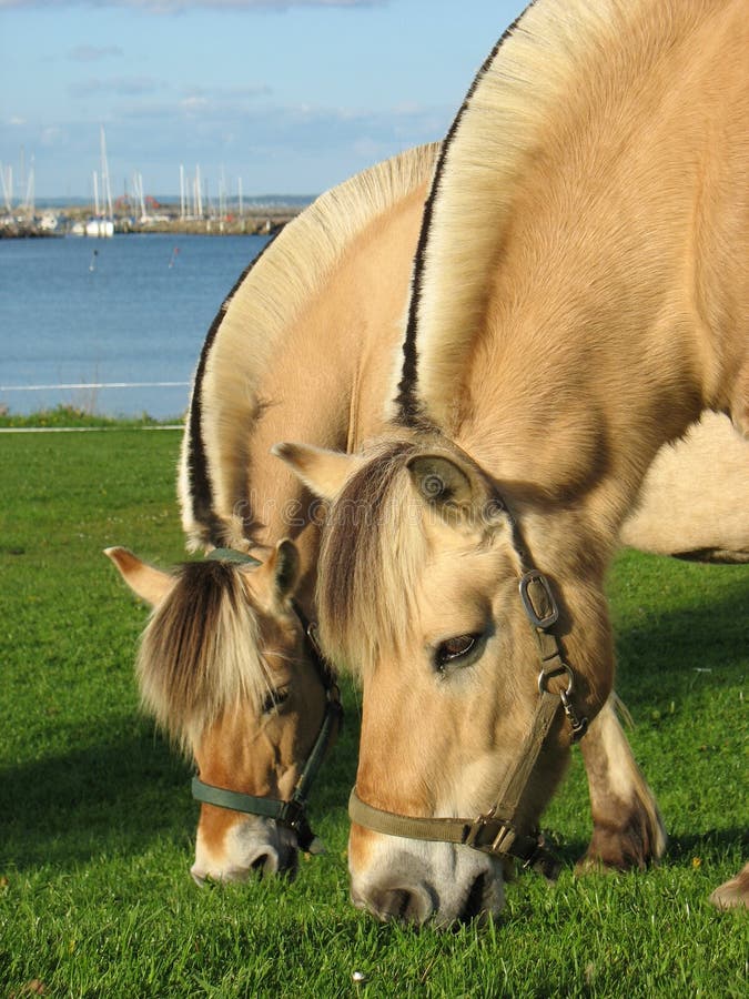 Eating horses stock image. Image of summer, grassland, meadow - 999967