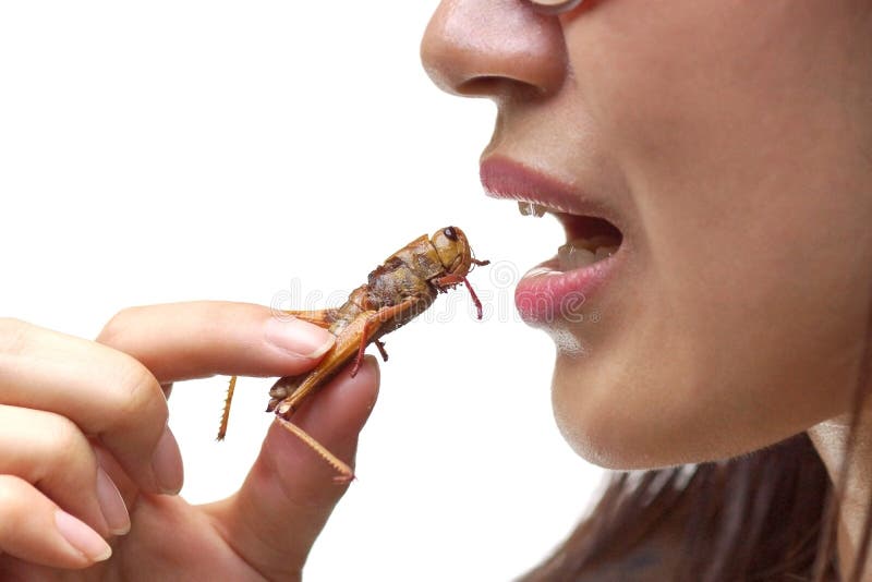 Eating insect stock photo. Image of chop, animal, sticks - 92498308