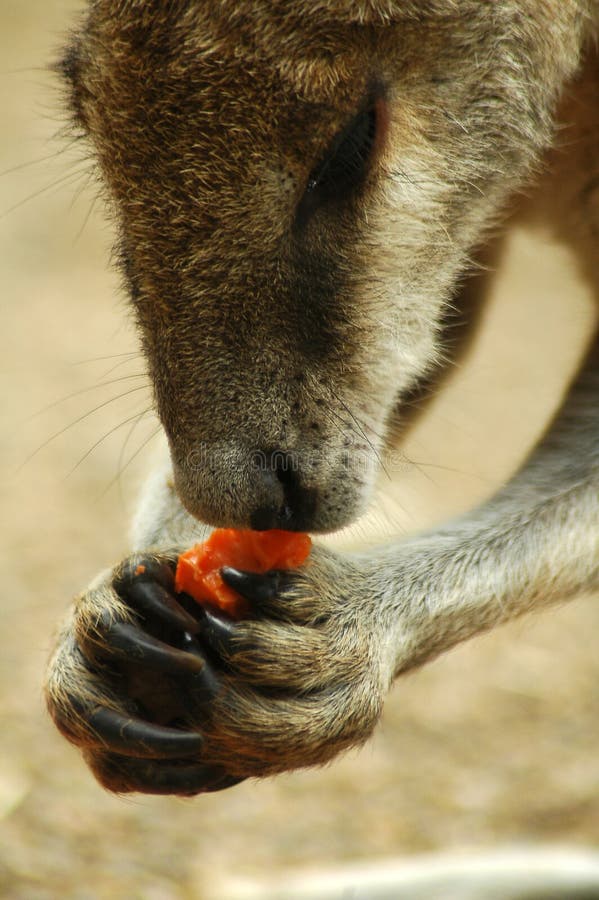 Eating kangaroo stock image. Image of animal, australian - 4021519