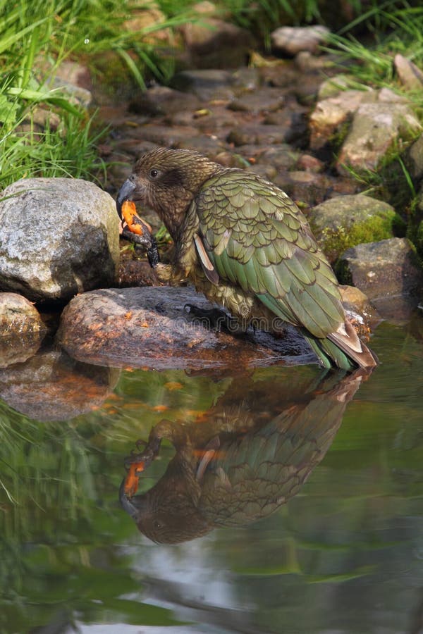 Eating kea stock photo. Image of nature, animal, bird - 31363668