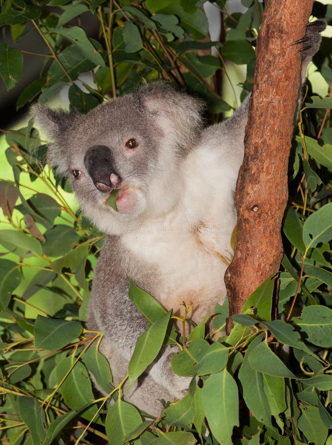 Eating koala stock photo. Image of full, portrait, eucalyptus - 45892226