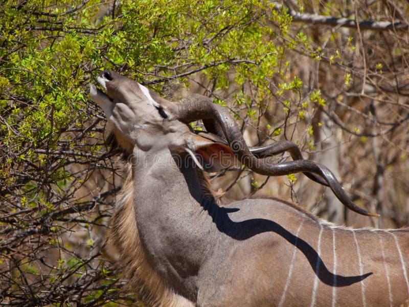 Kudu bull stock photo. Image of looking, nature, daytime - 20913642