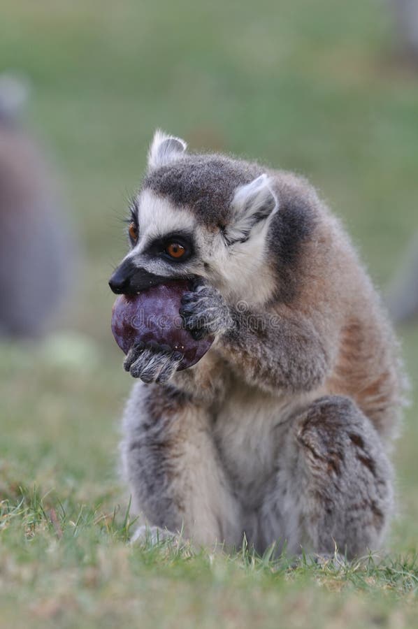 Eating lemur stock image. Image of hungry, tired, cuddle - 10480817