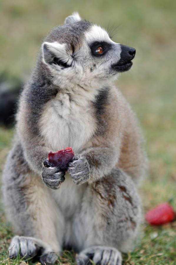 Eating lemur stock image. Image of cuddle, tail, food - 10482301