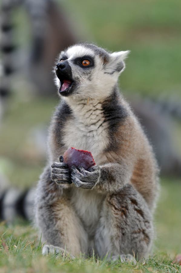 Eating lemur stock image. Image of cuddle, tail, food - 10482301
