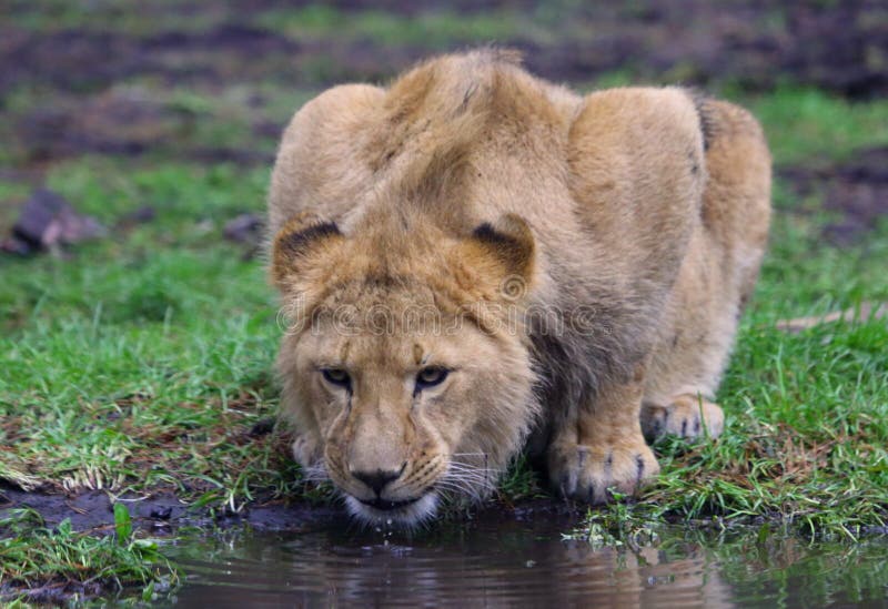 651 Lion Eating Meat Stock Photos - Free & Royalty-Free Stock Photos ...