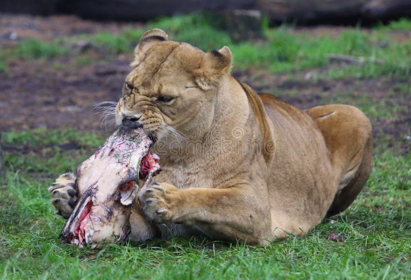 629 Lion Eating Meat Stock Photos - Free & Royalty-Free Stock Photos ...