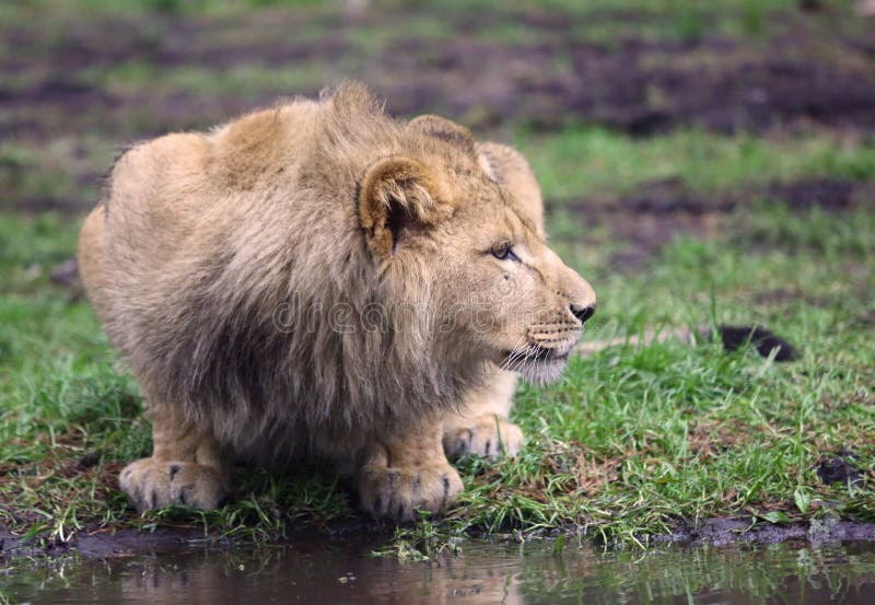 667 Lion Eating Meat Stock Photos - Free & Royalty-Free Stock Photos ...