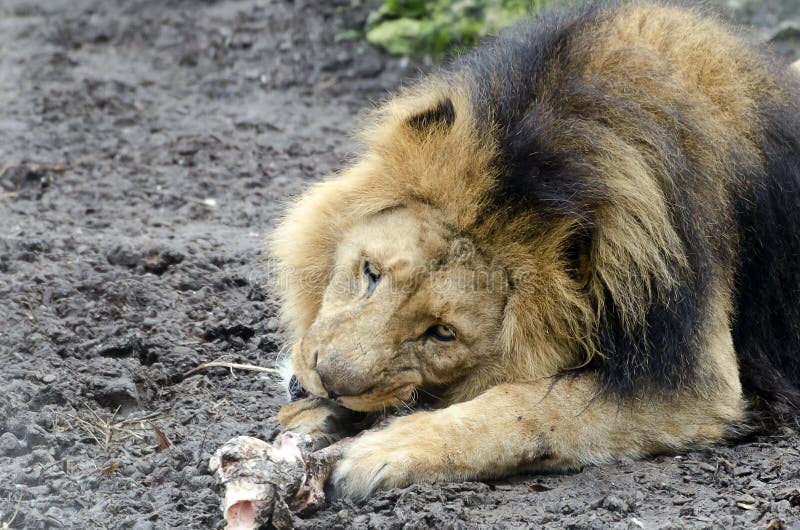 Lion with bone stock image. Image of pork, eating, feline - 32248027
