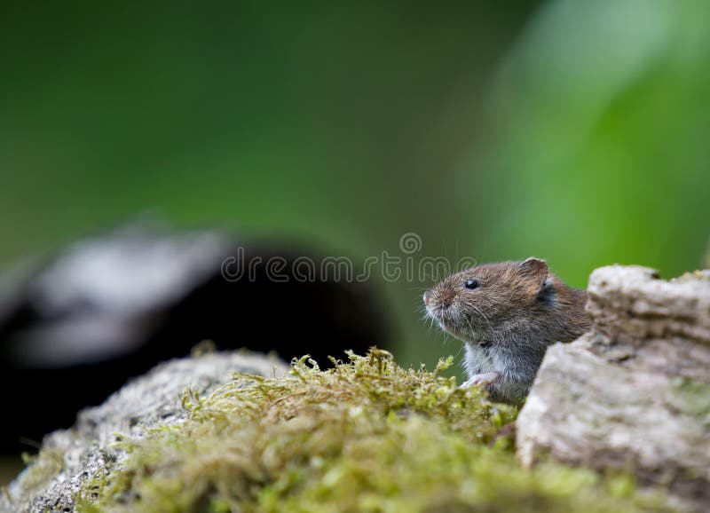 Eating mouse stock photo. Image of horizontal, natural - 28322946
