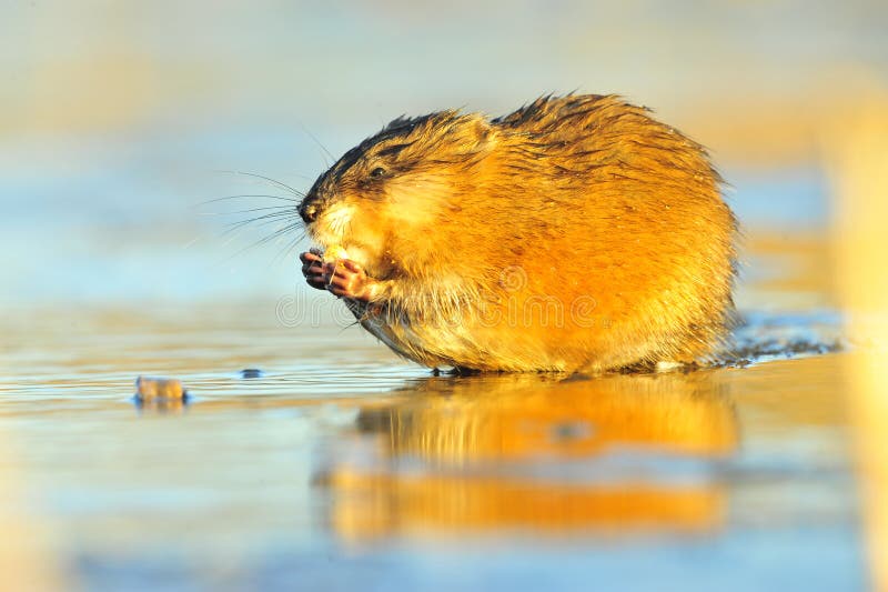 Eating Muskrat stock photo. Image of close, eating, marsh - 22797568