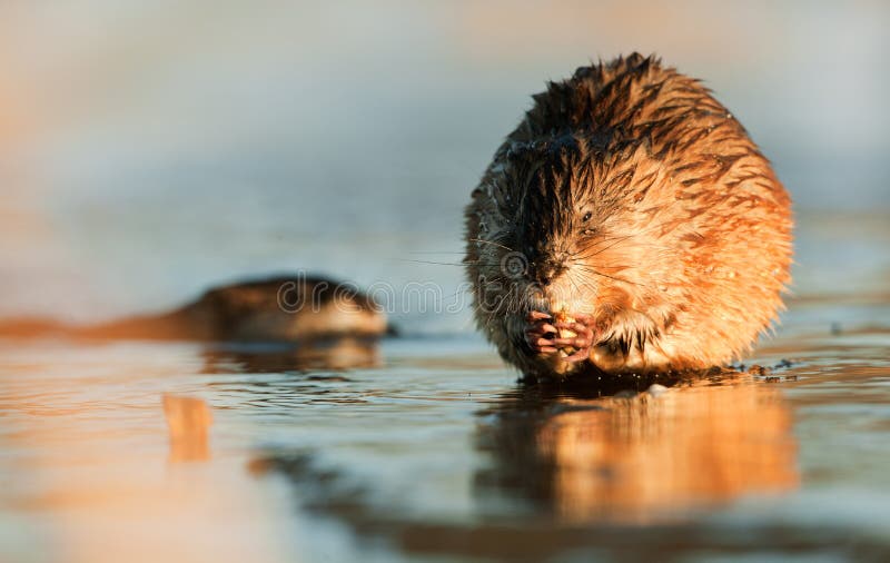 Eating Muskrat stock image. Image of biology, macro, dusk - 22872481