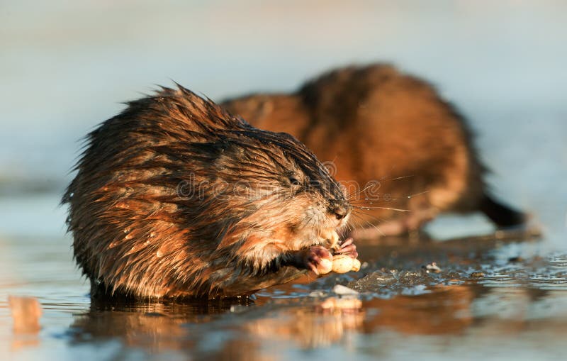 Eating Muskrat stock photo. Image of paws, rodent, brown - 22872500