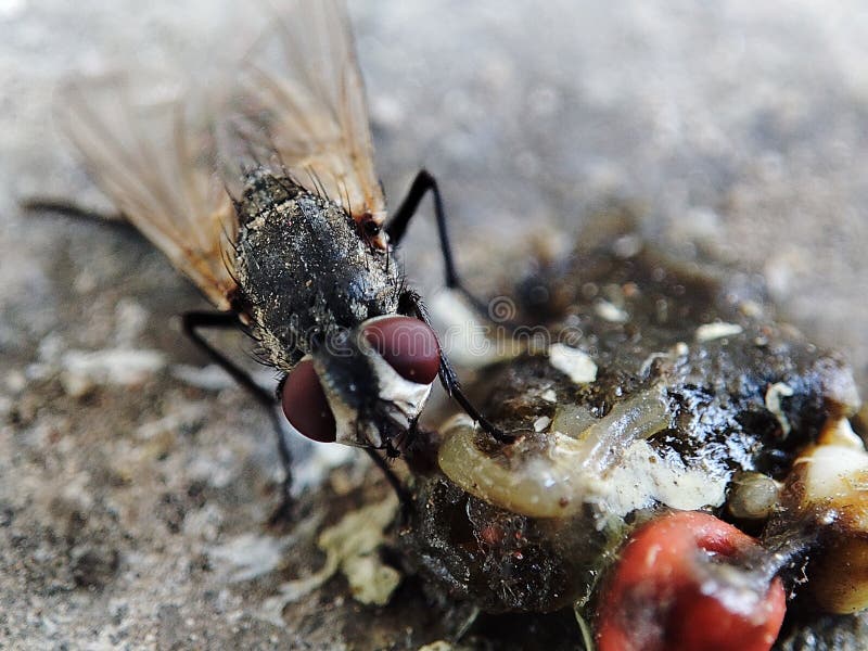 Eating an open-air fly. stock photo. Image of open, eating - 276184986