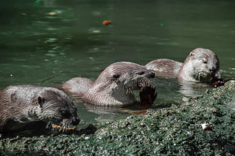 Lunch Otters Stock Photos - Free & Royalty-Free Stock Photos from ...