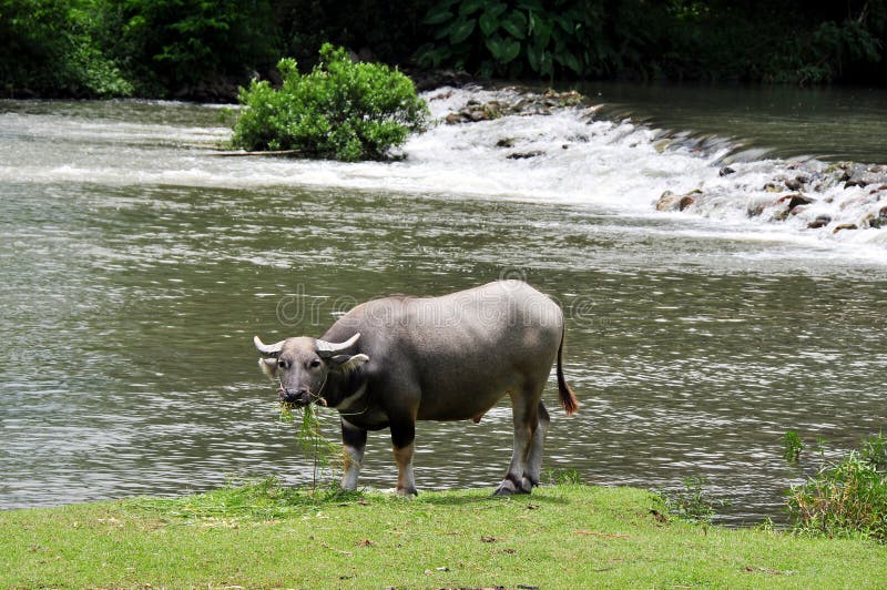 Eating Ox stock photo. Image of eating, grassland, water - 12534888