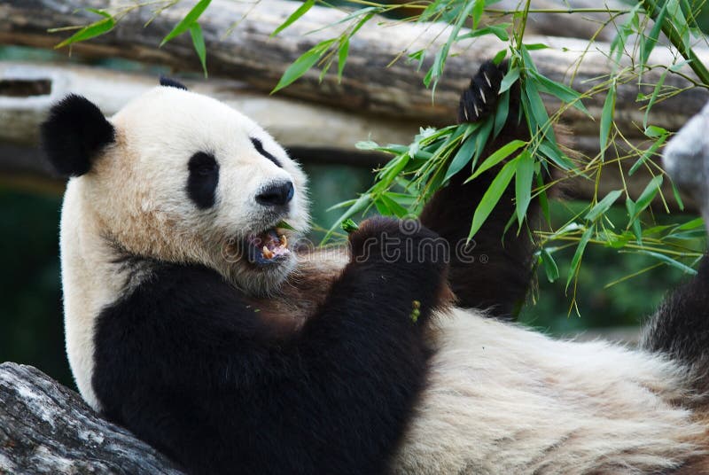 Eating panda stock photo. Image of mammal, cute, furry - 1182468
