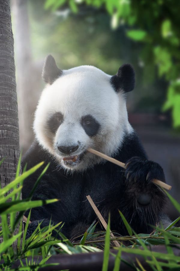 Eating panda stock photo. Image of mammal, cute, furry - 1182468