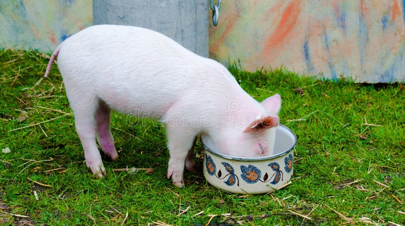 Eating pig stock photo. Image of feeding, milk, piggy - 24251356