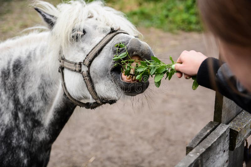 Eating pony stock photo. Image of grass, grey, eating - 62320736