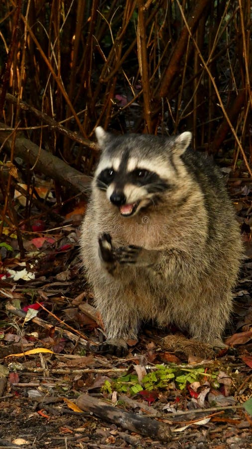 Raccoon Eating Potato Chip stock image. Image of campers - 140989