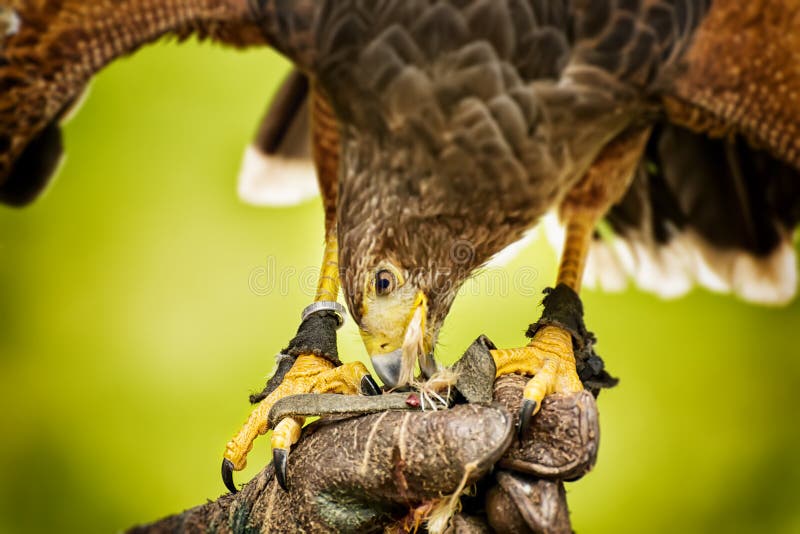 Eating raptor bild stock image. Image of eating, eagle - 57852447