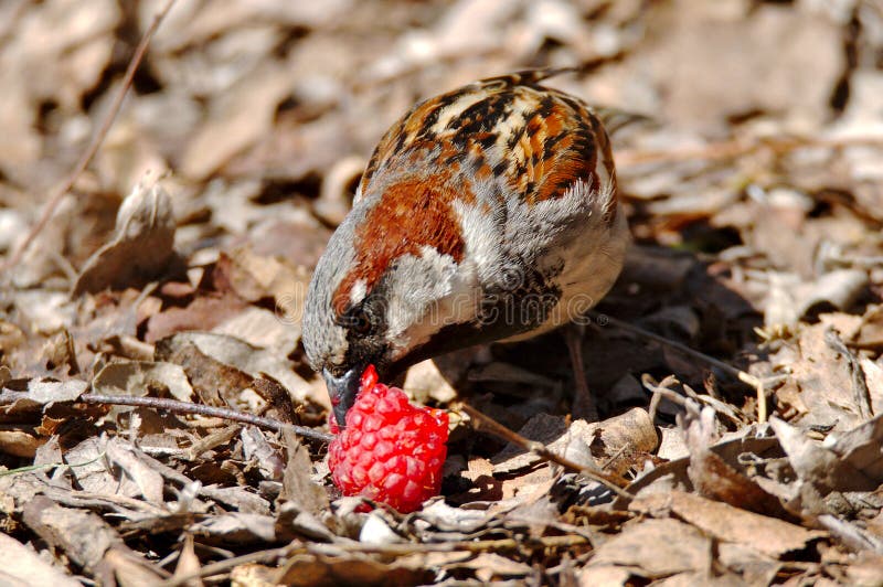 Bird Eating a Raspberry stock photo. Image of animal - 53036024